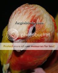 Mutation Greencheeks